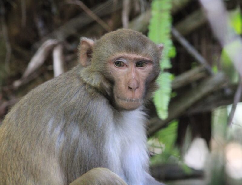 Silver Springs: Manatees and Monkeys Clear Kayak Guided Tour - What to Expect: A Typical Tour Breakdown