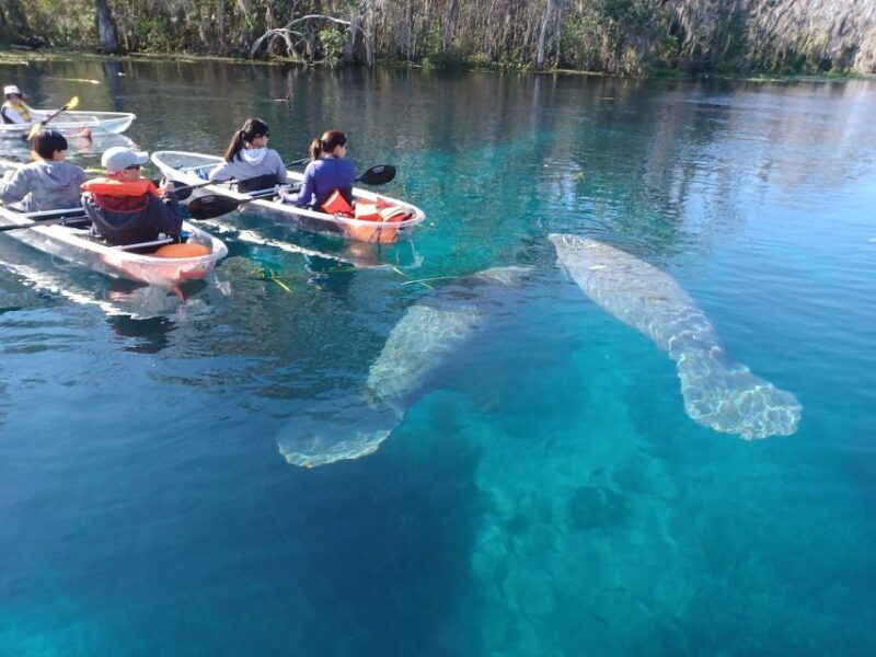 Silver Springs: Manatees and Monkeys Clear Kayak Guided Tour - The Value and Who Will Love This Tour
