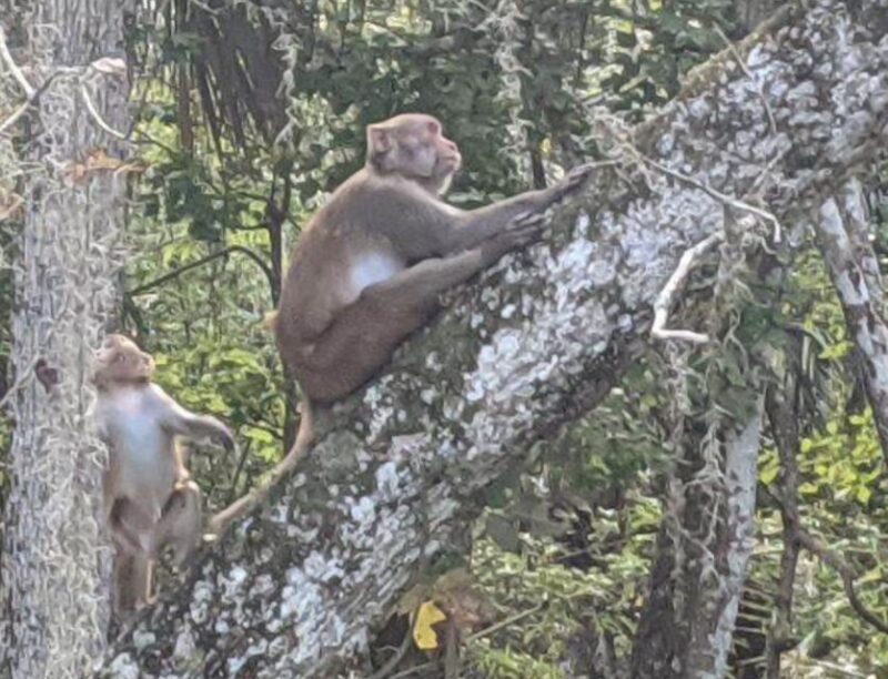 Silver Springs: Manatees and Monkeys Clear Kayak Guided Tour - FAQs