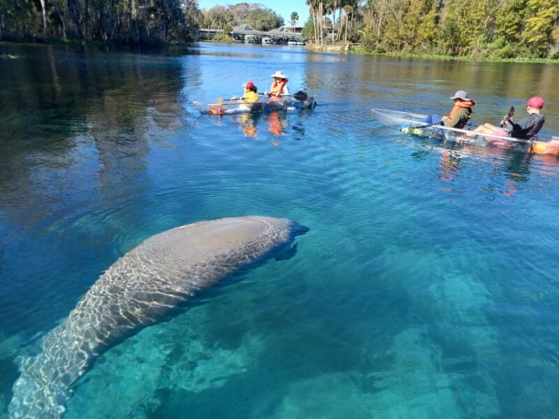 Silver Springs: Manatees and Monkeys Clear Kayak Guided Tour - The Sum Up
