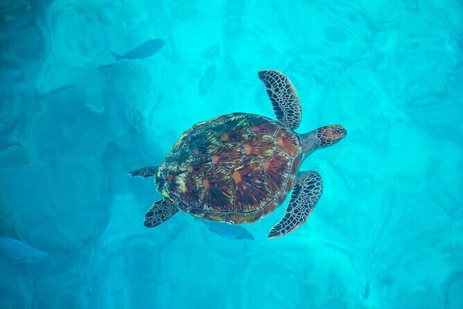 Similan Island day trip by Premium Speedboat - FAQs