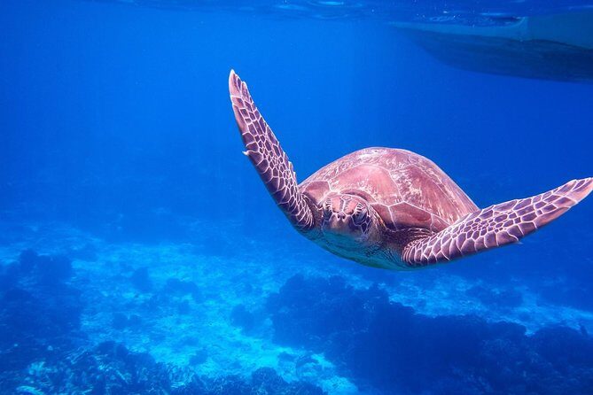 Similan Island Snorkeling Adventure -Full-Day Tour with Transfers - Explore the Underwater Paradise of the Similan Islands — A Complete Snorkeling Day Trip