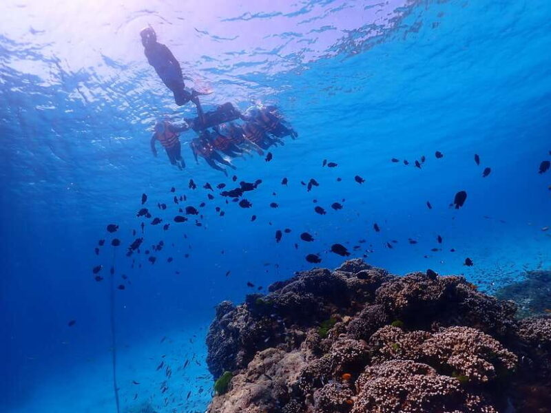 Similan Island Snorkeling Crystal Waters & Marine Life - The Itinerary in Detail