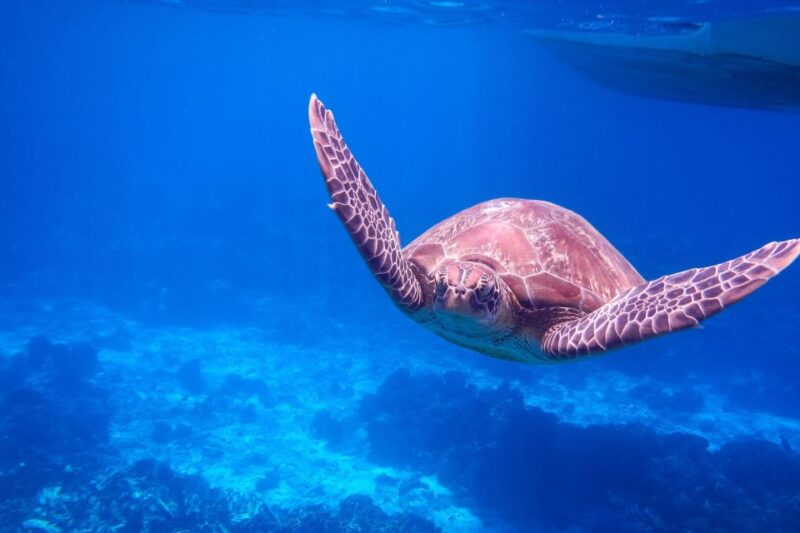 Similan Island Snorkeling Crystal Waters & Marine Life - Who Will Love This Tour?