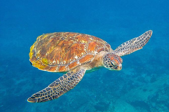 Similan Islands One Day Tour From Phuket Include Lunch & Pickup Transfer - Key Points