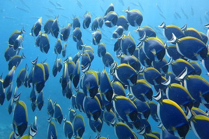 Similan Islands One Day Tour From Phuket Include Lunch & Pickup Transfer - What Makes This Tour Stand Out