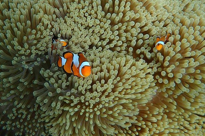 Similan Islands Snorkeling Day Trip By Love Andaman From Khao Lak - Who Will Love This Tour?