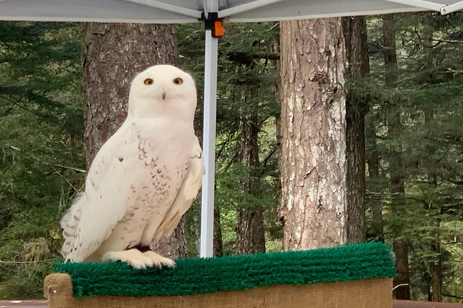 Simply Amazing Sitka Tour: Fortress of the Bear, Alaska Raptor, & Totems - Cultural Significance of Sitka National Historical Park