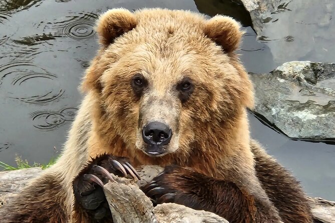 Simply Amazing Sitka Tour: Fortress of the Bear, Alaska Raptor, & Totems - The Benefits of Small Group Tours