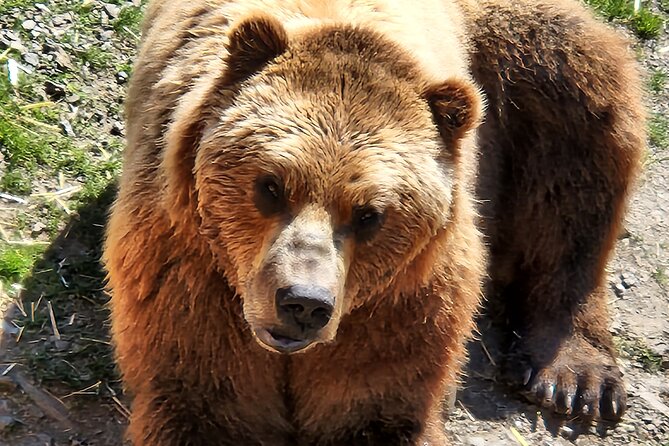 Simply Amazing Sitka Tour: Fortress of the Bear, Alaska Raptor, & Totems - Frequently Asked Questions