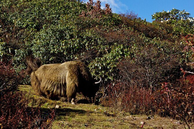 Singalila Ridge Trek, Darjeeling - Who Should Consider This Trek?