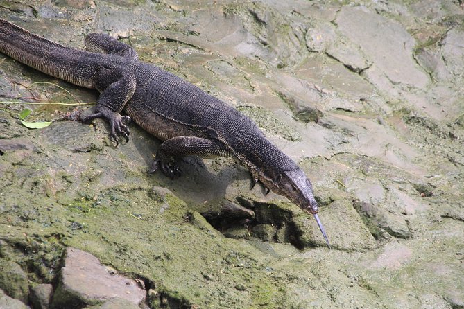 Singapore - bike adventure beyond the concrete jungle - What the Reviews Say