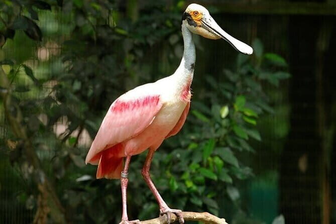 Singapore Bird Paradise E-Tickets - Final Considerations