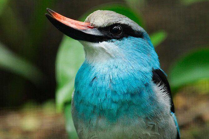 Singapore Bird Paradise Entry Ticket - Whats in Store at Singapore Bird Paradise?