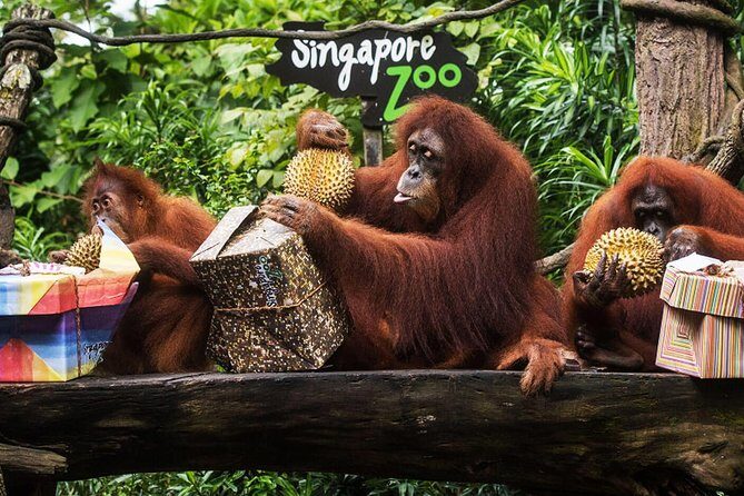 Singapore Bird Paradise & Zoo Full Day (Ticket & Transfer ) - A Close Look at the Itinerary