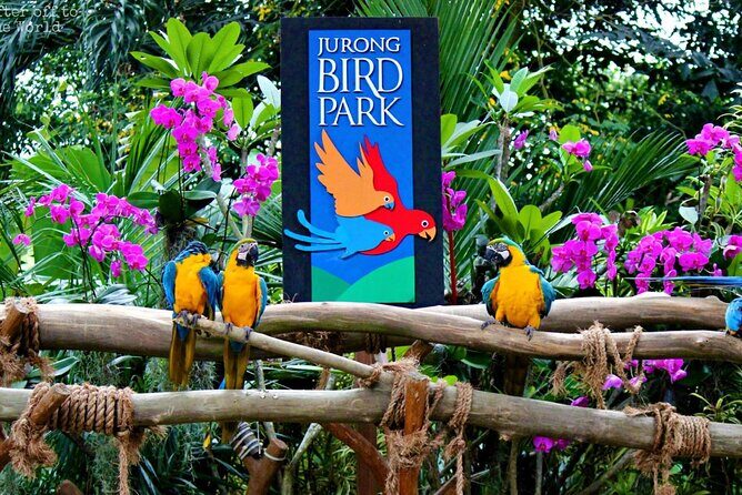 Singapore Bird Paradise & Zoo Full Day (Ticket & Transfer ) - Final Thoughts: Is This Tour for You?