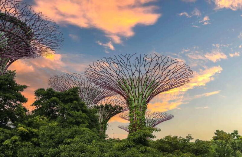 Singapore Gardens by the Bay with Entry Ticket and Pick up - Who Will Love This Tour?