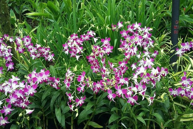 Singapore: National Orchid Garden Admission Ticket - Who Will Love This Tour?