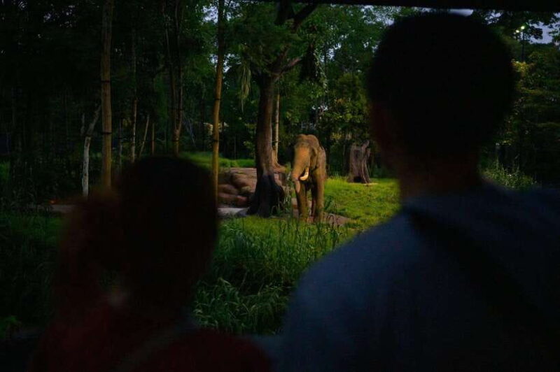 Singapore: Night Safari and Tram Ride Ticket - Final Words: Who Will Enjoy This?