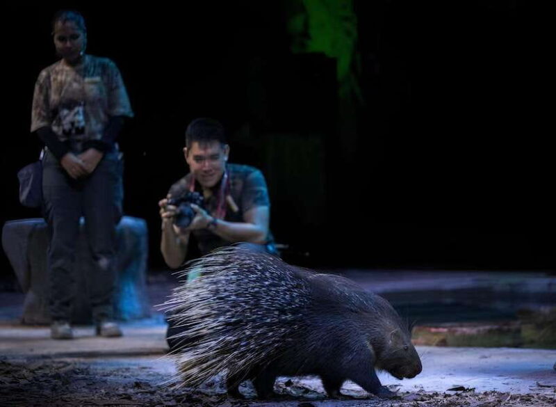Singapore: Night Safari and Tram Ride Ticket - FAQ