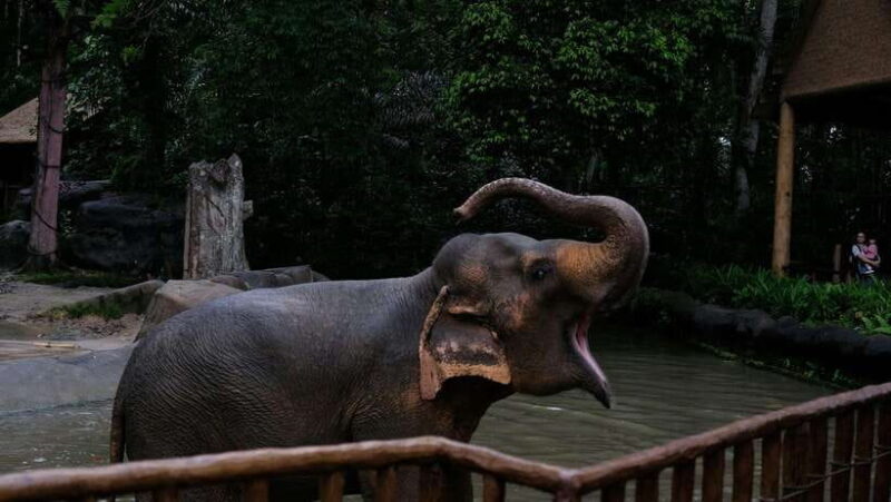 Singapore: Night Safari with Tram Ride and Private Transfer - The Breakdown of the Itinerary