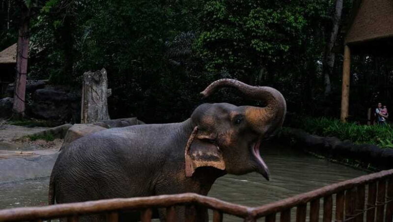 Singapore: Night Safari with Tram Ride and Private Transfer - Who Will Love This Experience?