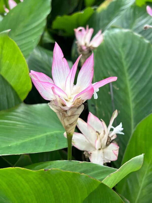 Singapore: Rail Corridor & Civic District Brompton Bike Tour - FAQ