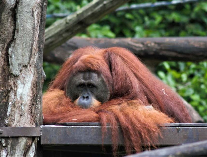 Singapore: Zoo & Night Safari Combos with Hotel Pick & Drop - Key Points