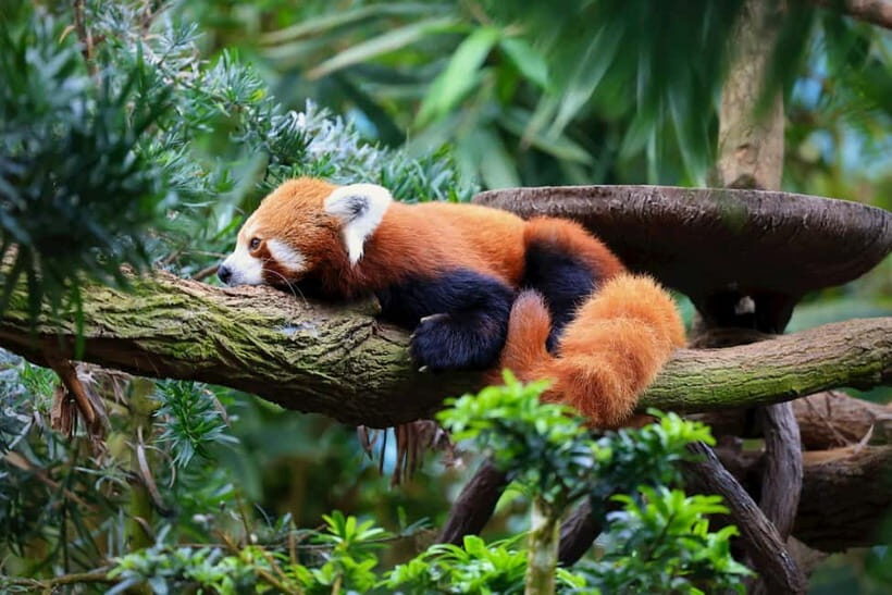 Singapore: Zoo & Night Safari Combos with Hotel Pick & Drop - An In-Depth Look at the Tour Itinerary