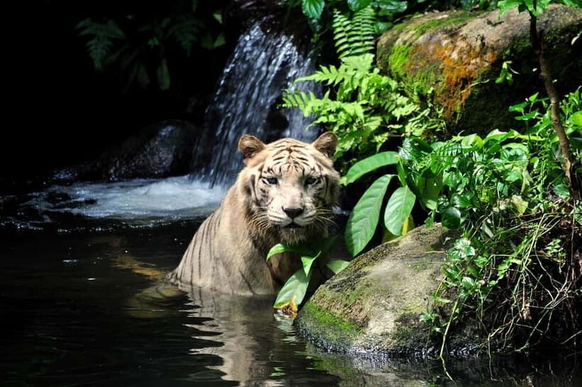 Singapore: Zoo & Night Safari Combos with Hotel Pick & Drop - Review Highlights from Travelers