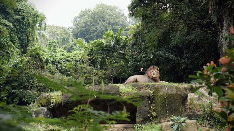 Singapore: Zoo & Night Safari Combos with Hotel Pick & Drop - Who Should Consider This Tour?