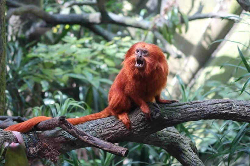 Singapore: Zoo & Night Safari Combos with Hotel Pick & Drop - Final Thoughts