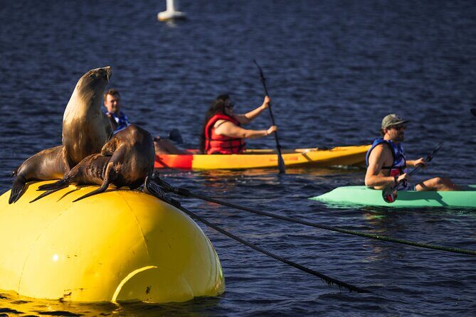 Single Kayak Rental in Mission Bay - Introduction