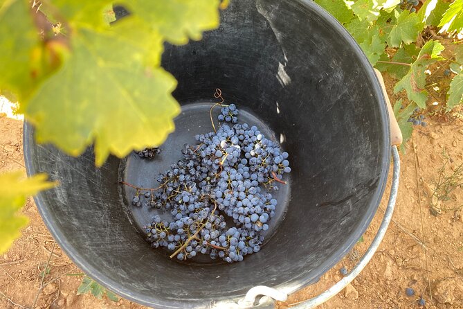 Singular Valencia Wine Tour Utiel Requena Wineries - Savoring the Local Cuisine