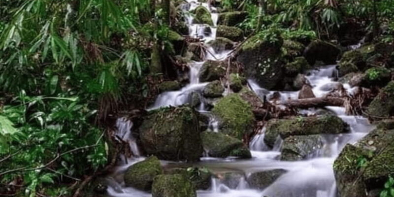 Sinharaja Forest Reserve Glamping with BBQ Night - FAQ