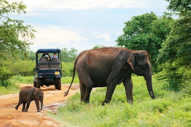 Sinharaja Rain Forest and Tea Factory Day Tour - Practical Tips for Travelers