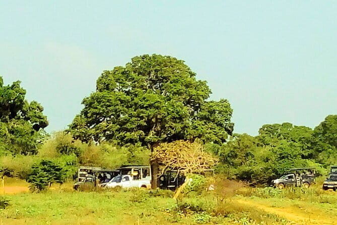 Sinharaja Rain Forest and Tea Factory Day Tour - The Sum Up: Who Should Sign Up?
