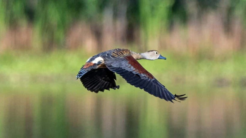 Sinharaja Rain forest Birdwatching Tour (Pickup Includes) - Key Points