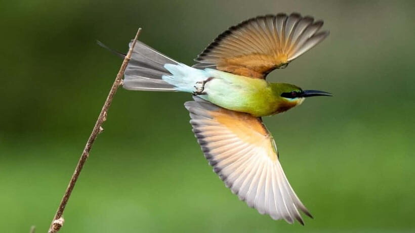 Sinharaja Rain forest Birdwatching Tour (Pickup Includes) - Discovering Sinharaja: An Authentic Nature Experience