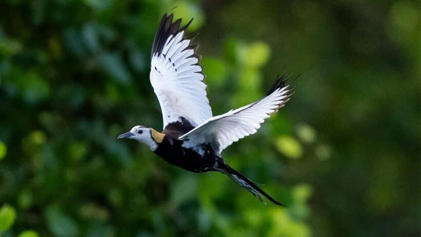 Sinharaja Rain forest Birdwatching Tour (Pickup Includes) - In The Sum Up