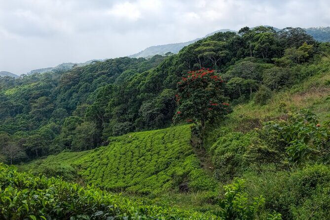 Sinharaja Rain Forest Guided Day Tour - Summary: Who Will Love This Tour?