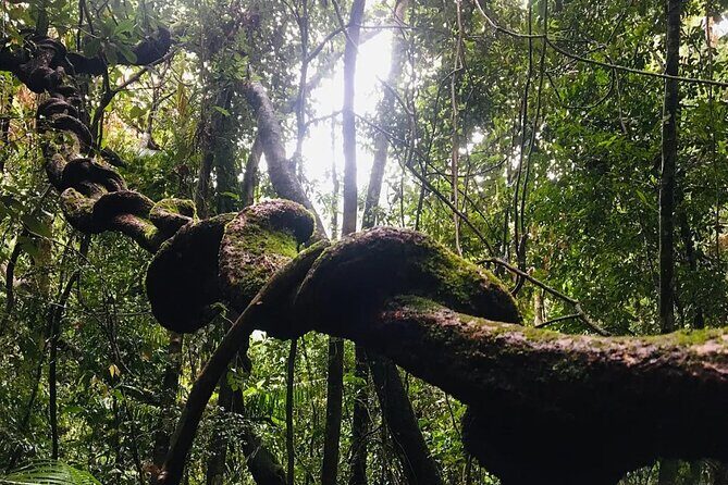 Sinharaja Rain Forest Guided Day Tour - FAQ
