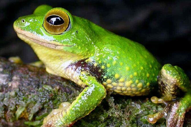 Sinharaja Rain Forest Guided Day Tour From Colombo and Negombo - Transportation, Timing, and Practicalities