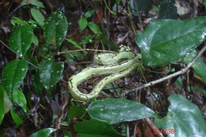 Sinharaja Rain Forest Guided Day Tour From Colombo and Negombo - Who Would Love This Tour?