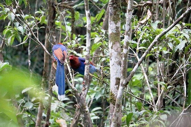 Sinharaja Rain Forest Guided Day Tour From Colombo and Negombo - FAQ