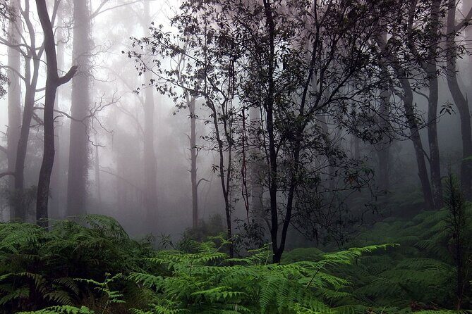 Sinharaja Rain Forest Tour from Tangalle - Your Gateway to Sri Lanka’s Natural Beauty
