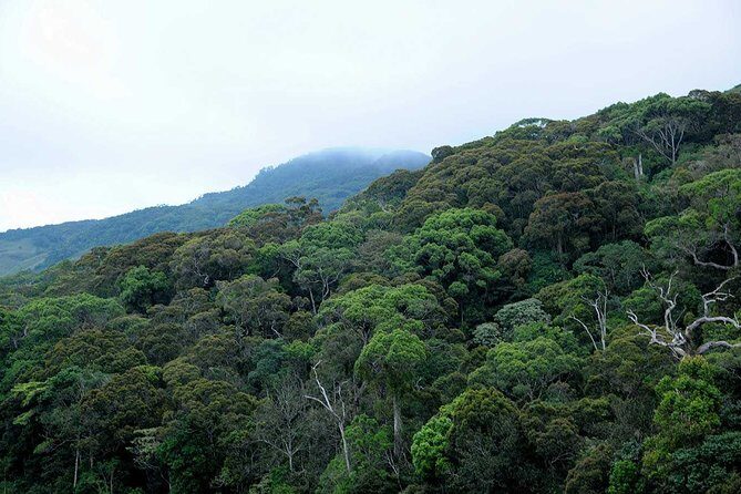 Sinharaja Rain Forest Tour from Tangalle - Returning and Reflecting