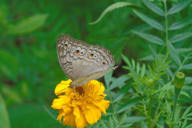 Sinharaja Rain Forest Tours (Full Day) - Exploring the Itinerary in Detail