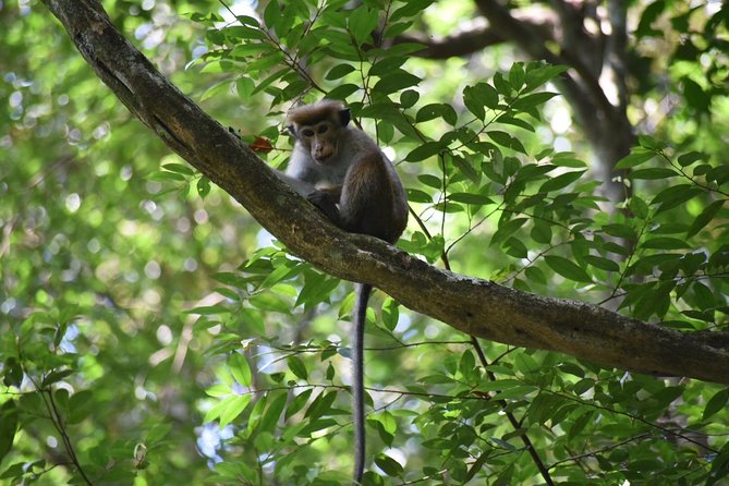 Sinharaja Rain Forest Tours (Full Day) - The Experience Through the Eyes of Past Travelers