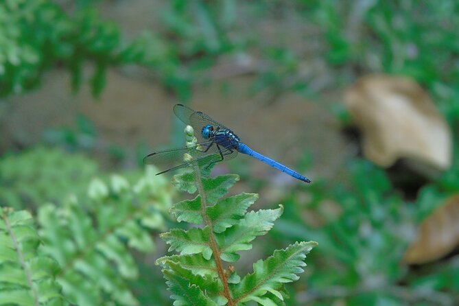 Sinharaja Rain Forest Tours (Full Day) - Transportation, Timing, and Practicalities